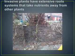 Competitive fitness of invasive plants | PPTX