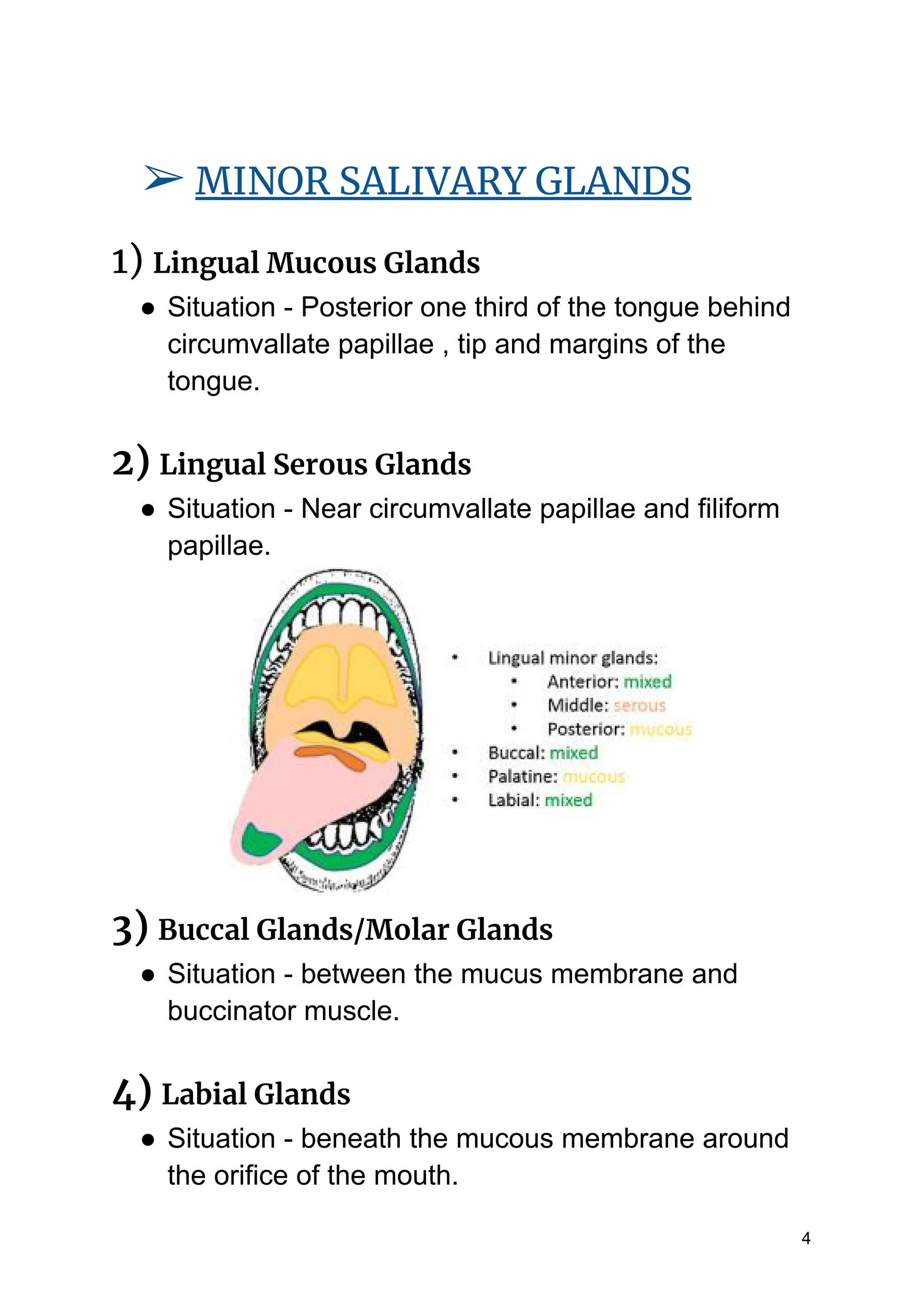 Salivary glands: Introduction, Types of salivary glands, Structure and ...