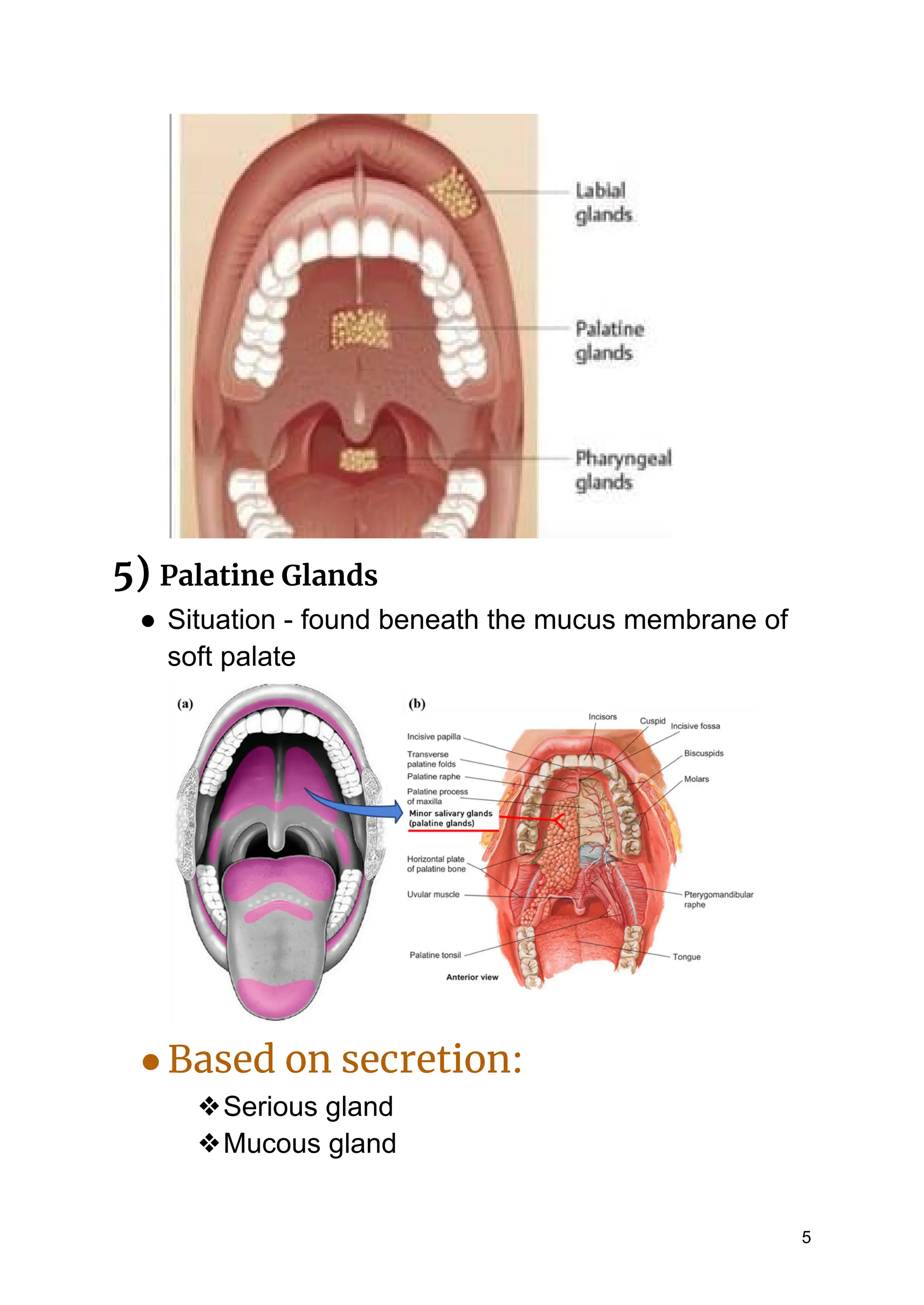 Salivary glands: Introduction, Types of salivary glands, Structure and ...