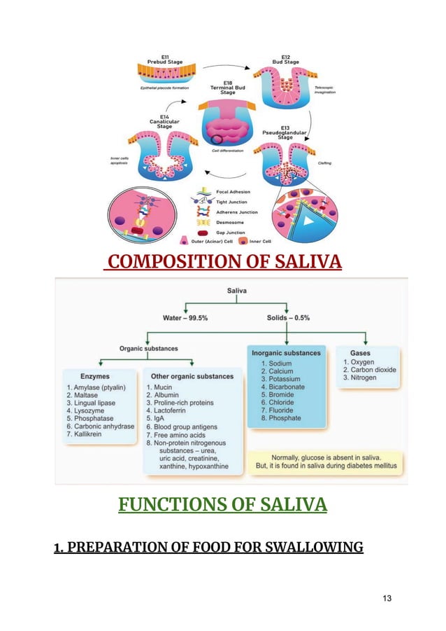Salivary glands: Introduction, Types of salivary glands, Structure and ...
