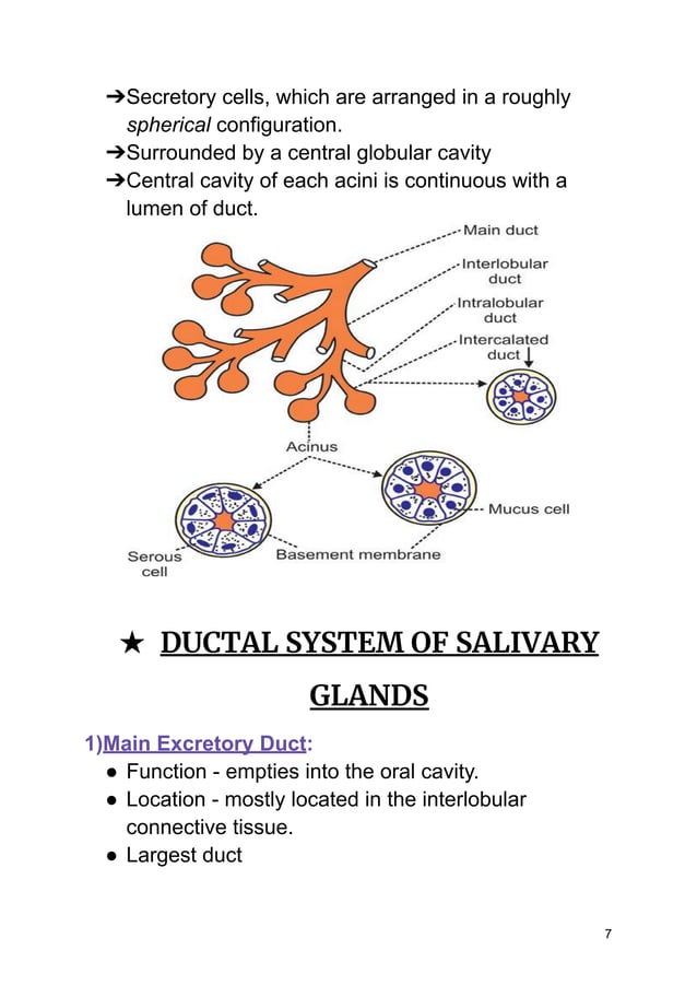 Salivary glands: Introduction, Types of salivary glands, Structure and ...