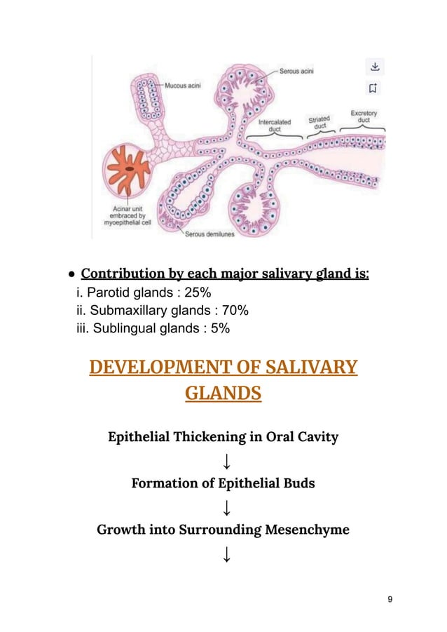 Salivary glands: Introduction, Types of salivary glands, Structure and ...