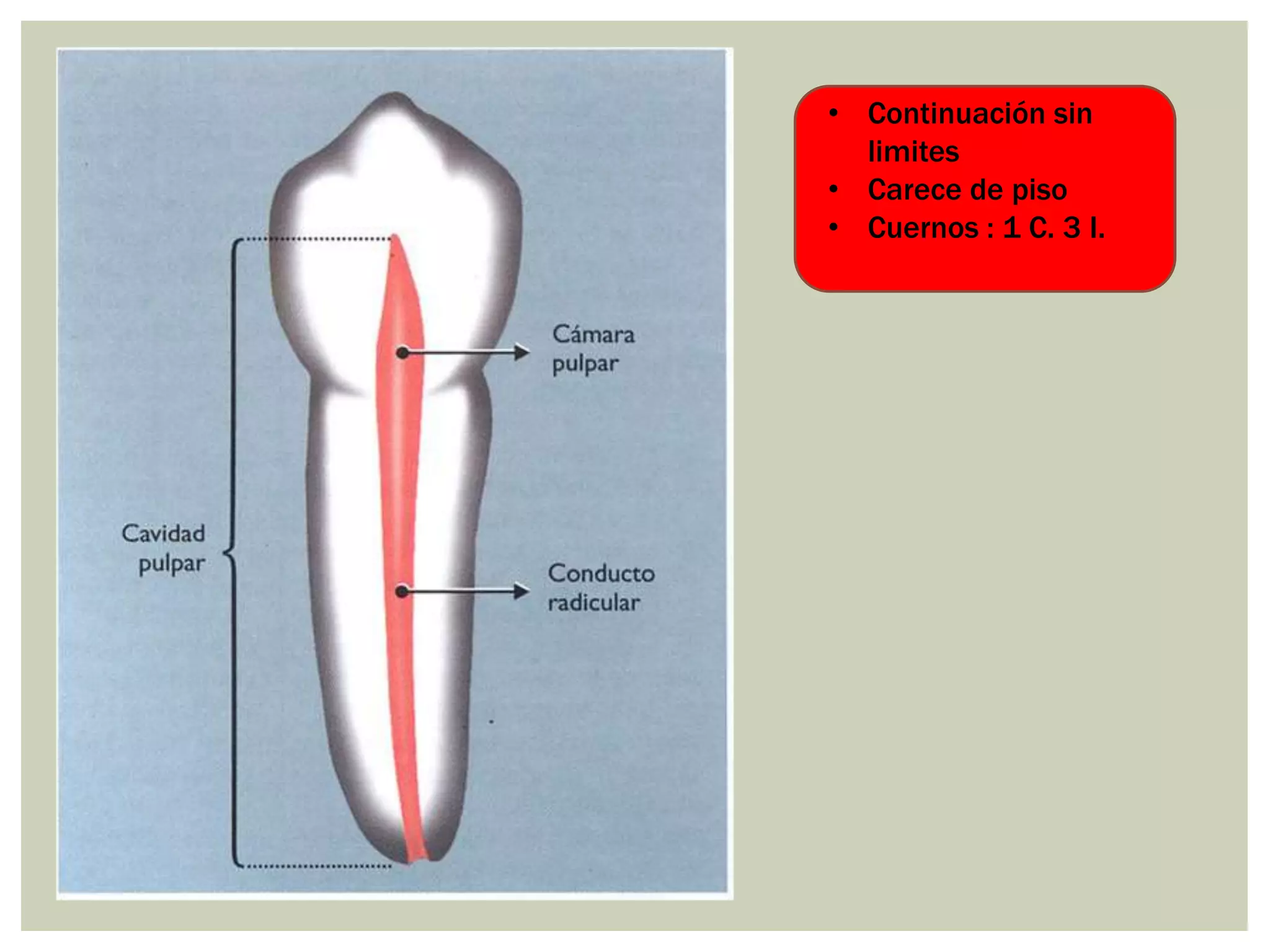 Complejo dentino pulpar | PPTX