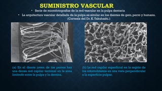 COMPLEJO DENTINO PULPAR. forman una unidad funcional | PPTX