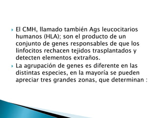 COMPLEJO MAYOR DE HISTOCOMPATIBILIDAD (INMUNOLOGIA) | PPTX