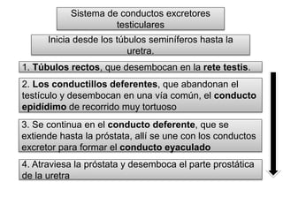 Histologia del Complejo reproductivo masculino | PPTX
