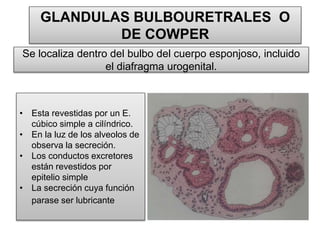 Histologia del Complejo reproductivo masculino | PPTX