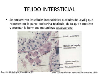 Histologia del Complejo reproductivo masculino | PPTX