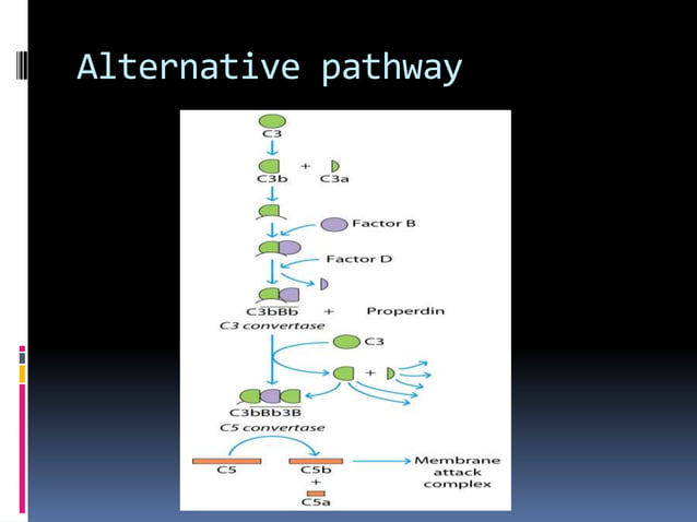 Complement system | PPTX
