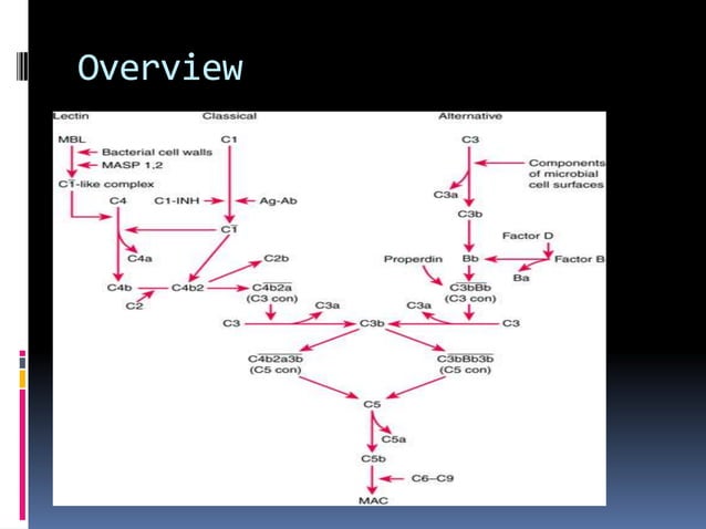 Complement system | PPTX