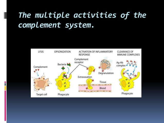 Complement system | PPTX