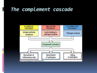 Complement system | PPTX