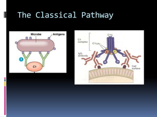 Complement system | PPTX