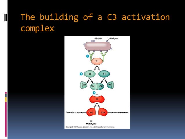 Complement system | PPTX
