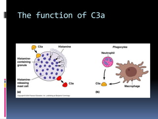 Complement system | PPTX