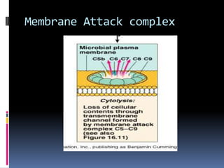 Complement system | PPT