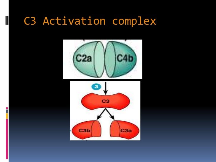 Complement system
