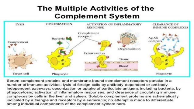 Complement System