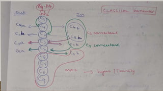 Complement system and its synthesis + activation | PPTX