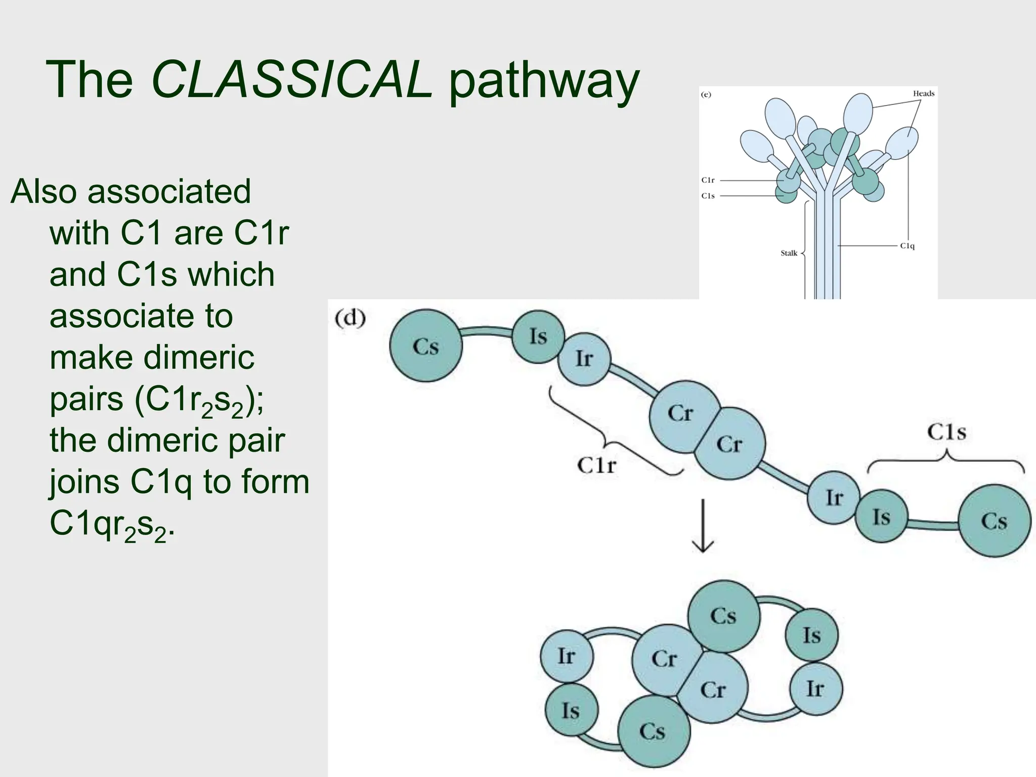 MOCRIBIOLOGYMOCRIBIOLOGYMOCRIBIOLOGYcOMPLEMENT.ppt