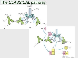 MOCRIBIOLOGYMOCRIBIOLOGYMOCRIBIOLOGYcOMPLEMENT.ppt