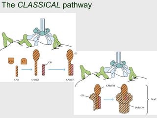 MOCRIBIOLOGYMOCRIBIOLOGYMOCRIBIOLOGYcOMPLEMENT.ppt