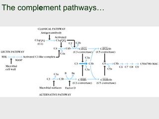 MOCRIBIOLOGYMOCRIBIOLOGYMOCRIBIOLOGYcOMPLEMENT.ppt