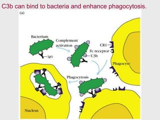 MOCRIBIOLOGYMOCRIBIOLOGYMOCRIBIOLOGYcOMPLEMENT.ppt