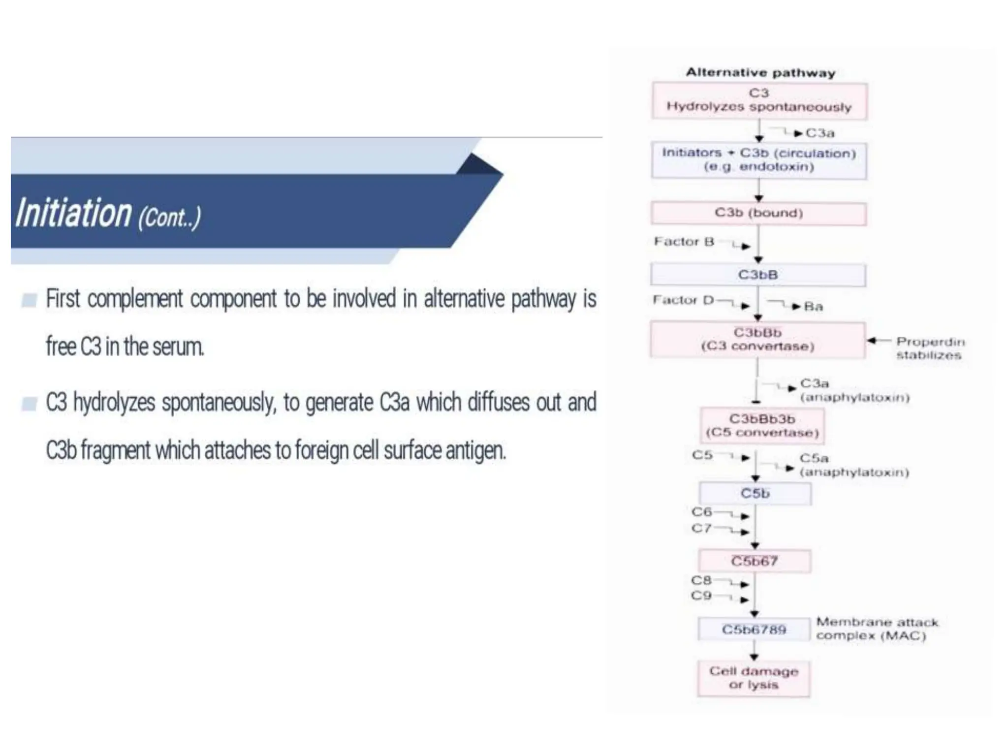 complement system microbiology immune system | PPT