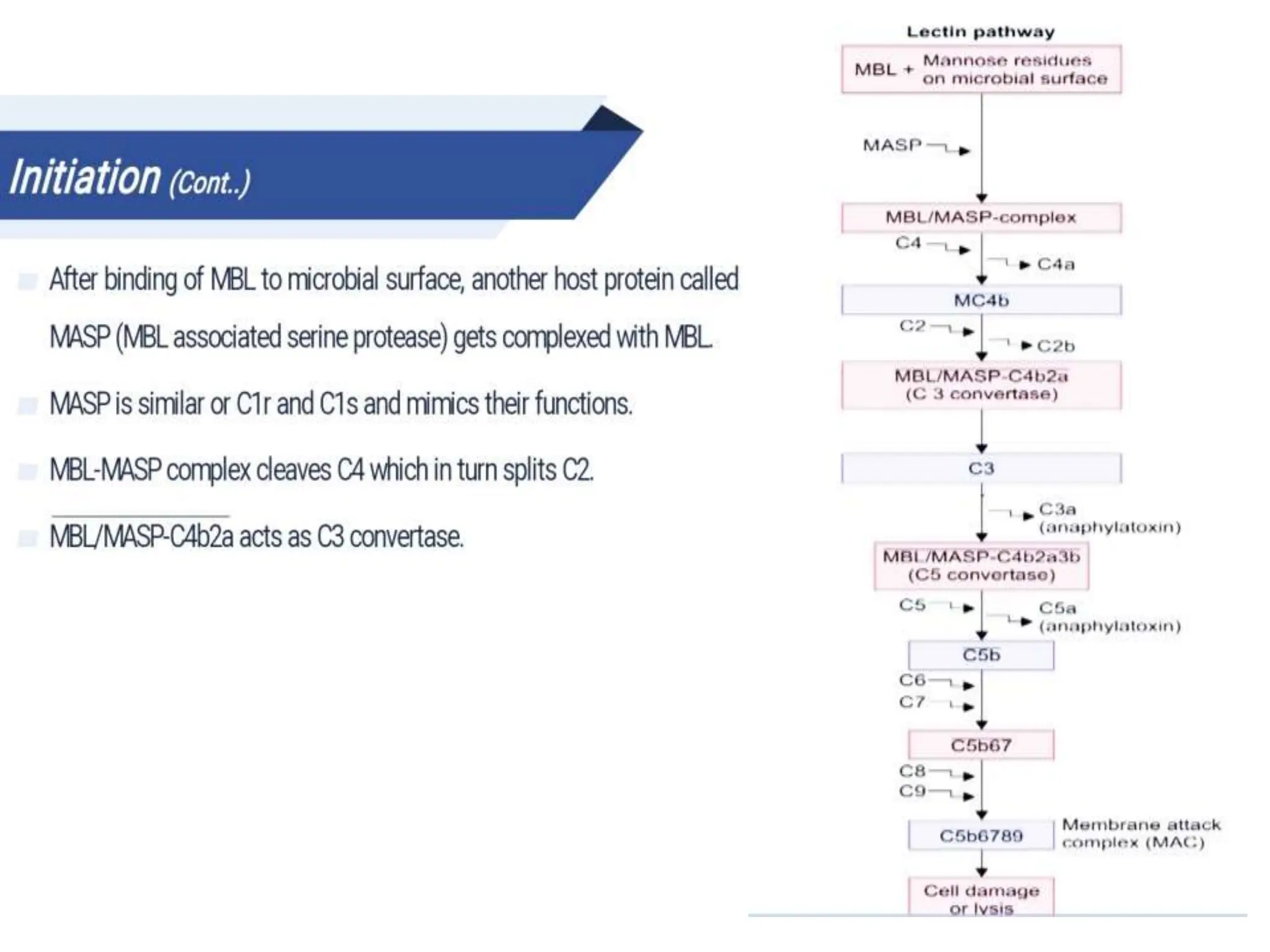 complement system microbiology immune system | PPT