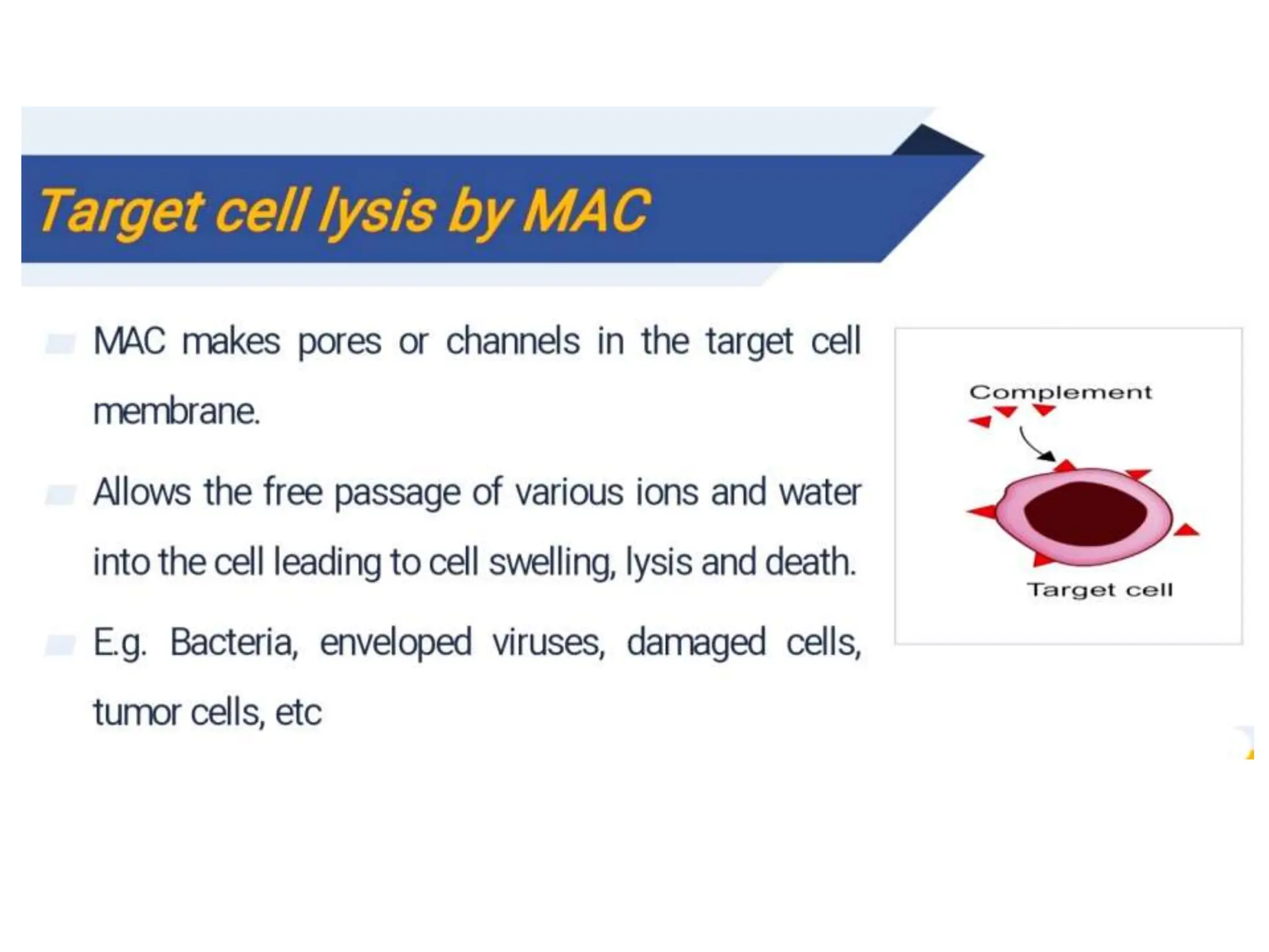 complement system microbiology immune system | PPT