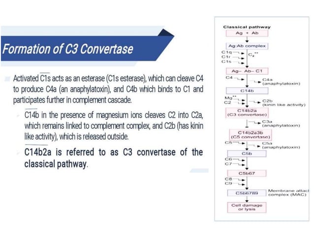 complement system microbiology immune system | PPTX