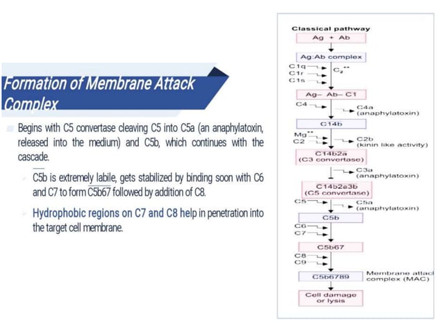 complement system microbiology immune system | PPTX