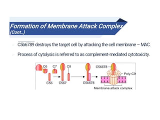 complement system microbiology immune system | PPT