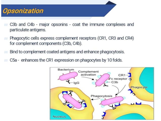 complement system microbiology immune system | PPTX