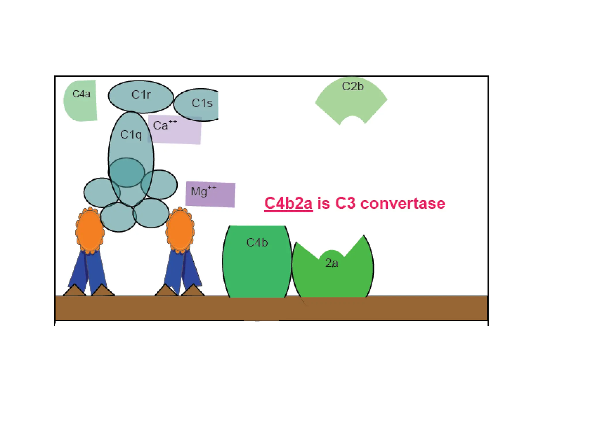 Complement System And Its Activation Pathways Ppt
