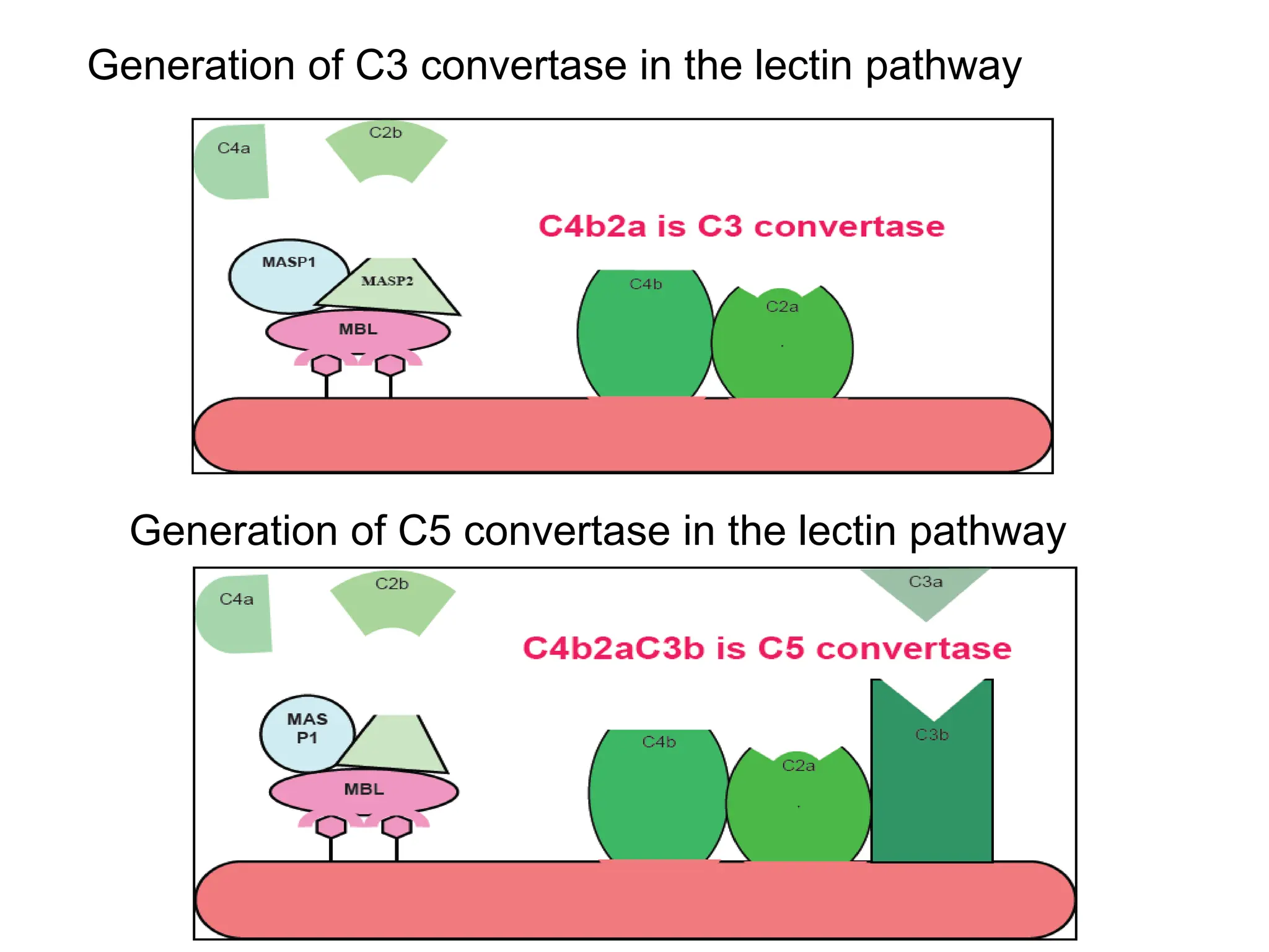 Complement System and its activation pathways | PDF