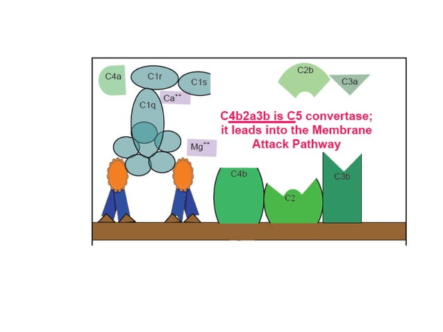 Complement System and its activation pathways | PDF