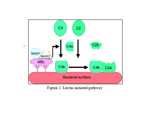 Complement System and its activation pathways | PDF