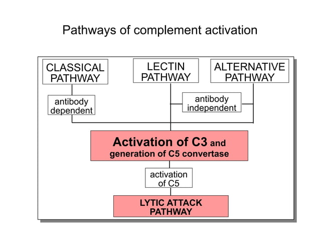 Complement System and its activation pathways | PDF