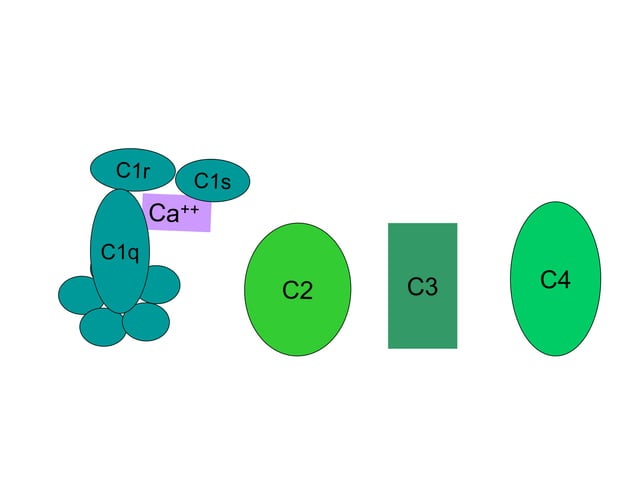 Complement System and its activation pathways | PDF