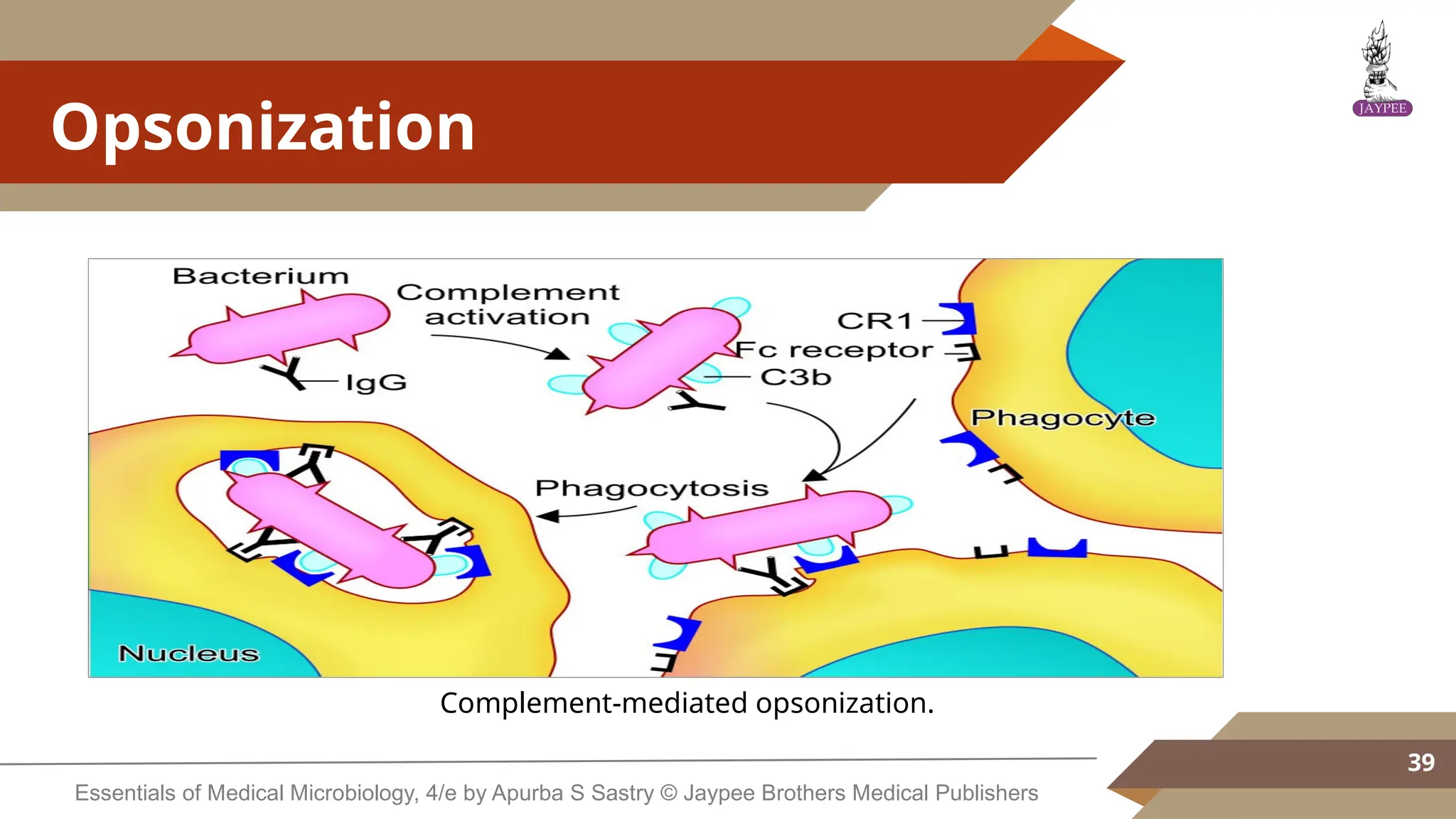 Complement presentation immunity mi.pptx