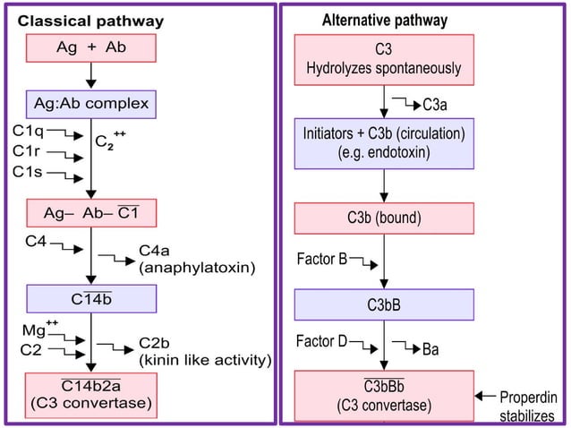Complement-System-mbbs 2023513820160.pptx