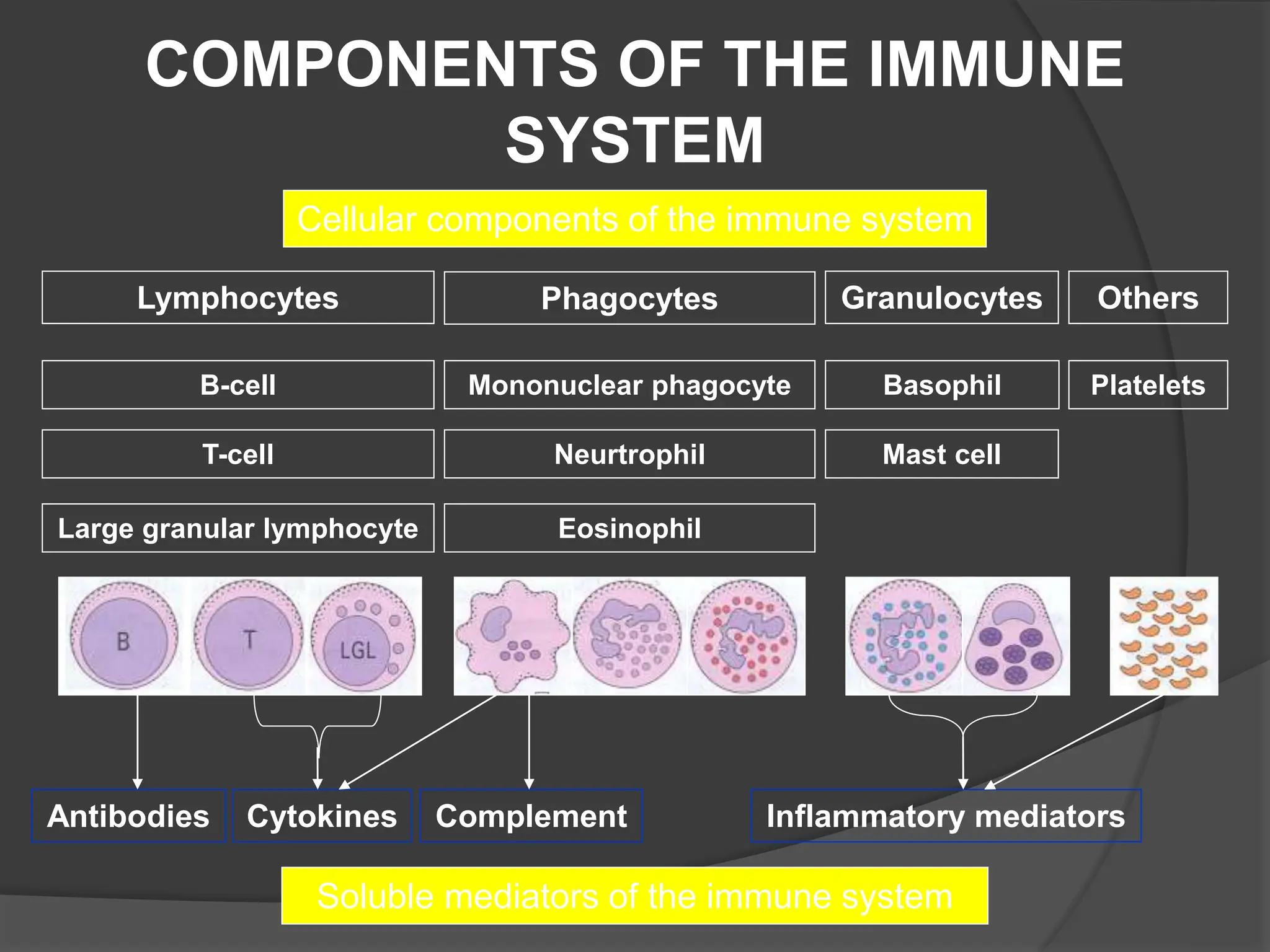 Complement system in association with the immune response.pptx | Infectious Diseases | Diseases ...