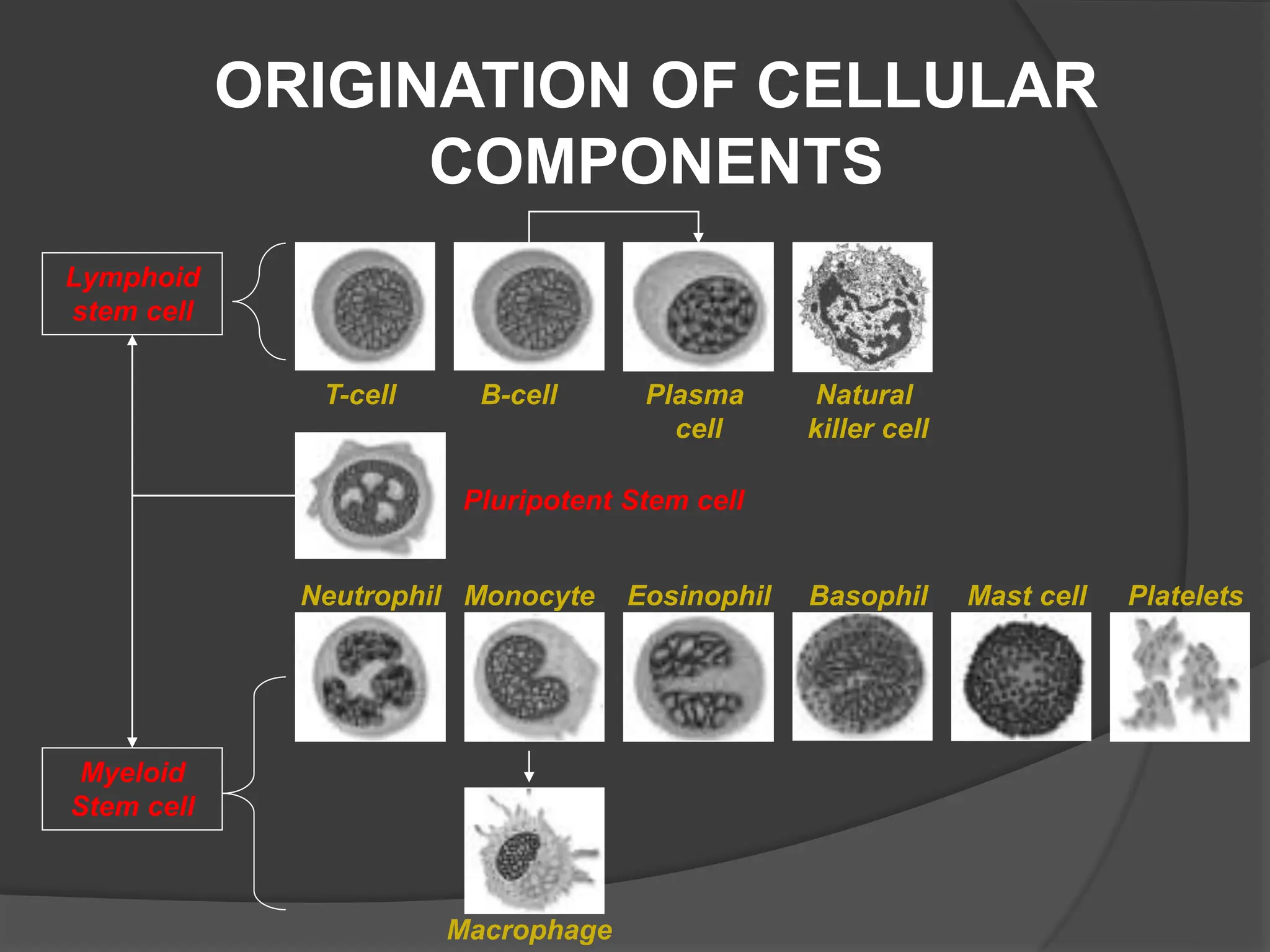 Complement system in association with the immune response.pptx ...