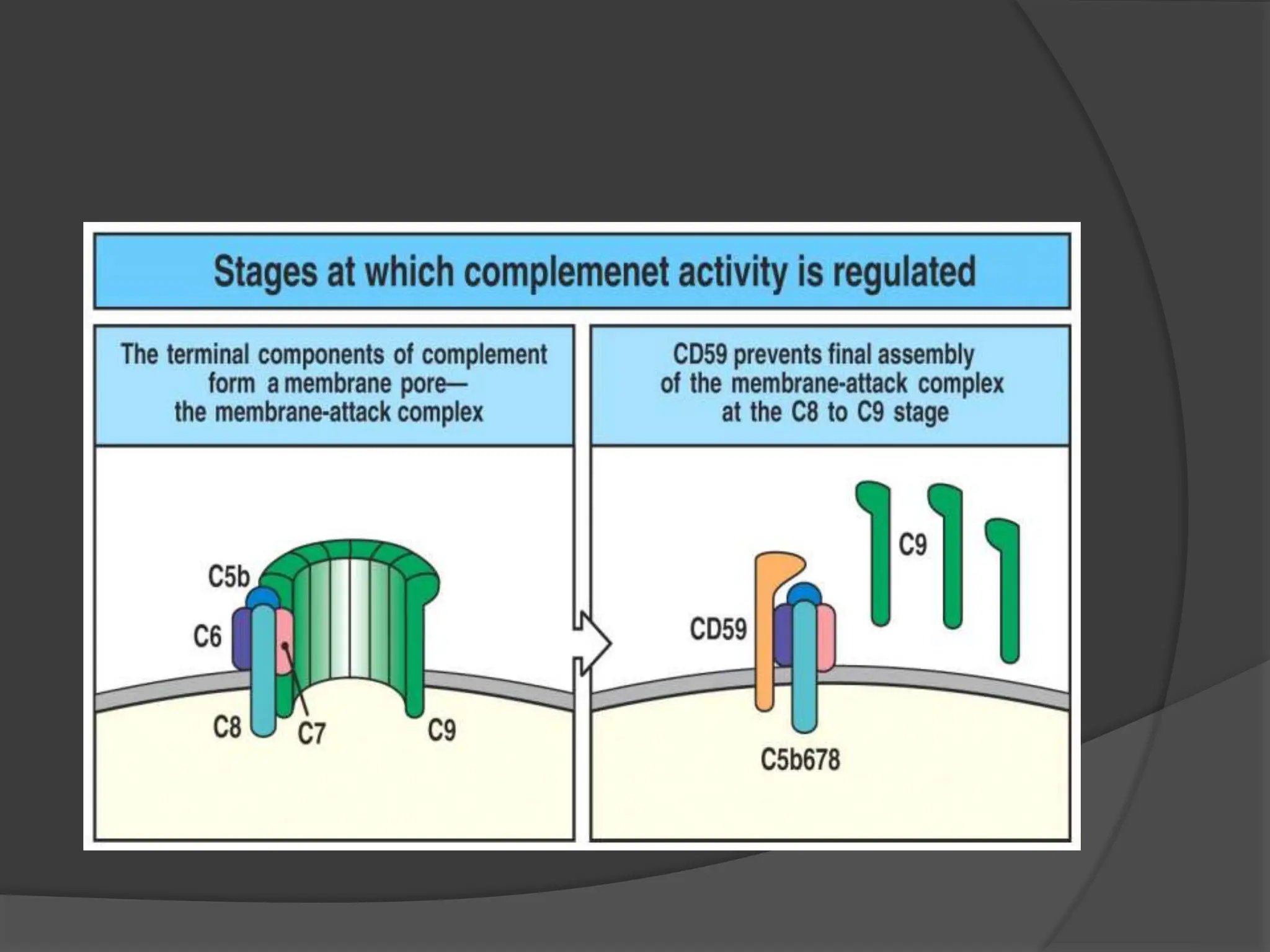 Complement system in association with the immune response.pptx