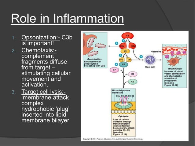 Complement system in association with the immune response.pptx