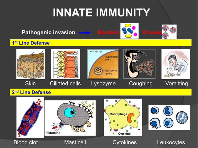Complement system in association with the immune response.pptx