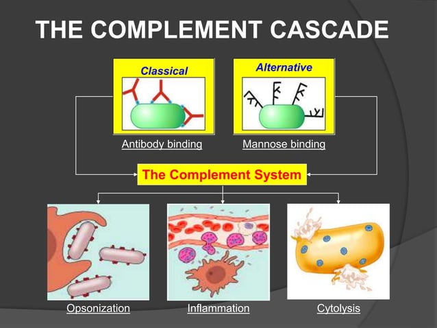Complement system in association with the immune response.pptx