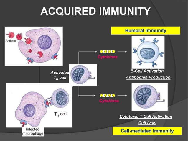 Complement system in association with the immune response.pptx